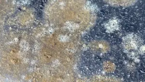 How to Remove Mold from a Floor - Hive and Bee Clean