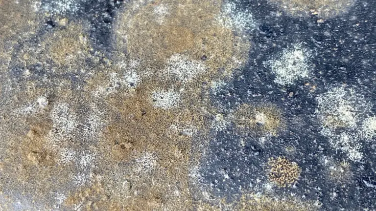 How to Remove Mold from a Floor - Hive and Bee Clean